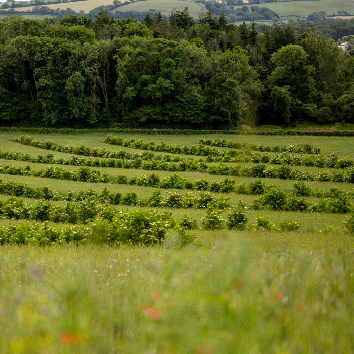 Our Story – Luscombe Drinks Ltd